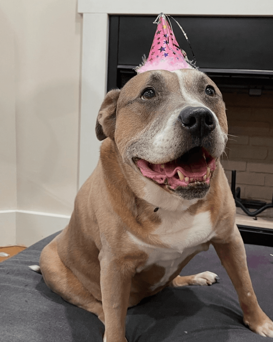 Lily's Second Chance — Adopt a Senior Dog Near You